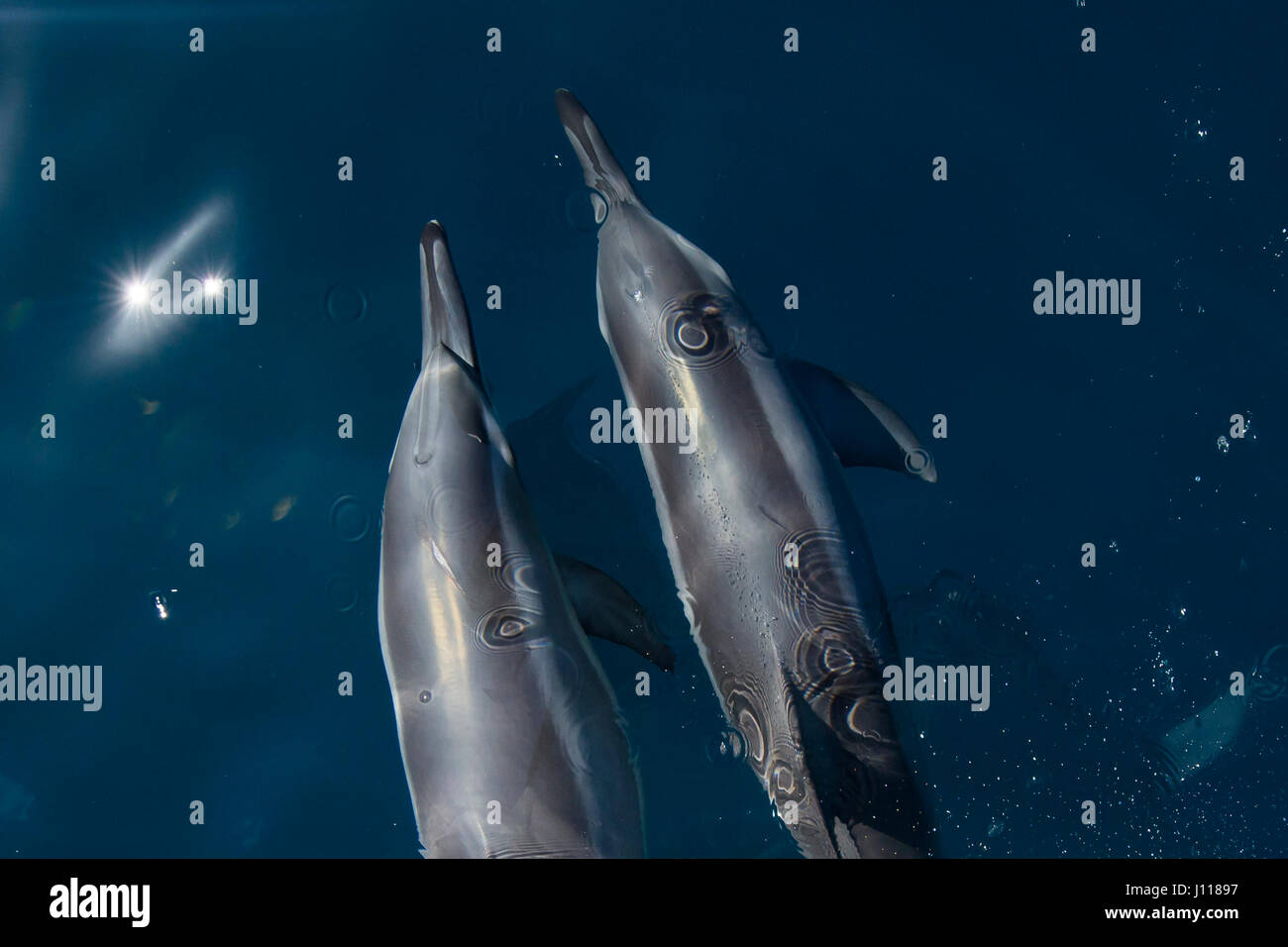 Delfine delfine delfine delfine schwimmen -Fotos und -Bildmaterial in ...