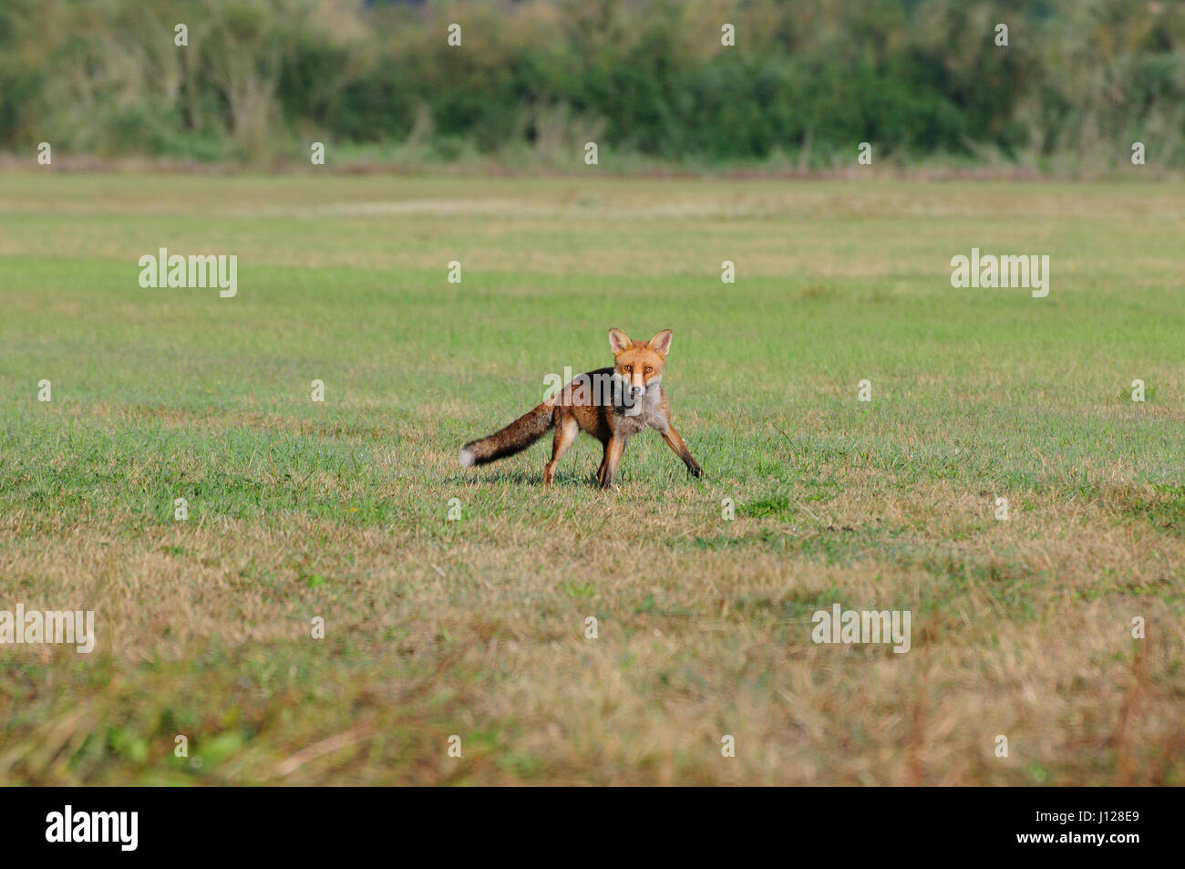 Rennender fuchs -Fotos und -Bildmaterial in hoher Auflösung – Alamy