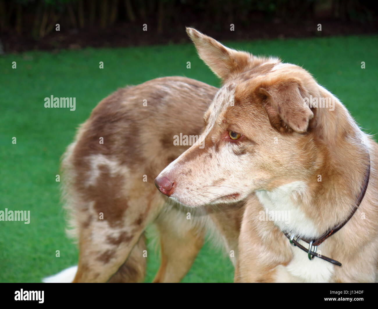 Red merle color -Fotos und -Bildmaterial in hoher Auflösung – Alamy