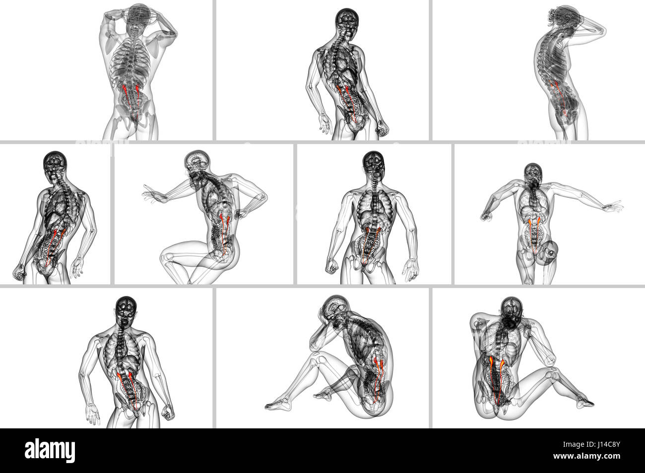 The ureter -Fotos und -Bildmaterial in hoher Auflösung – Alamy