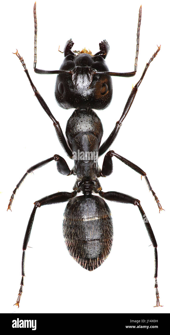 Rossameise auf weißem Hintergrund - Camponotus Vagus (Scopoli, 1763 ...