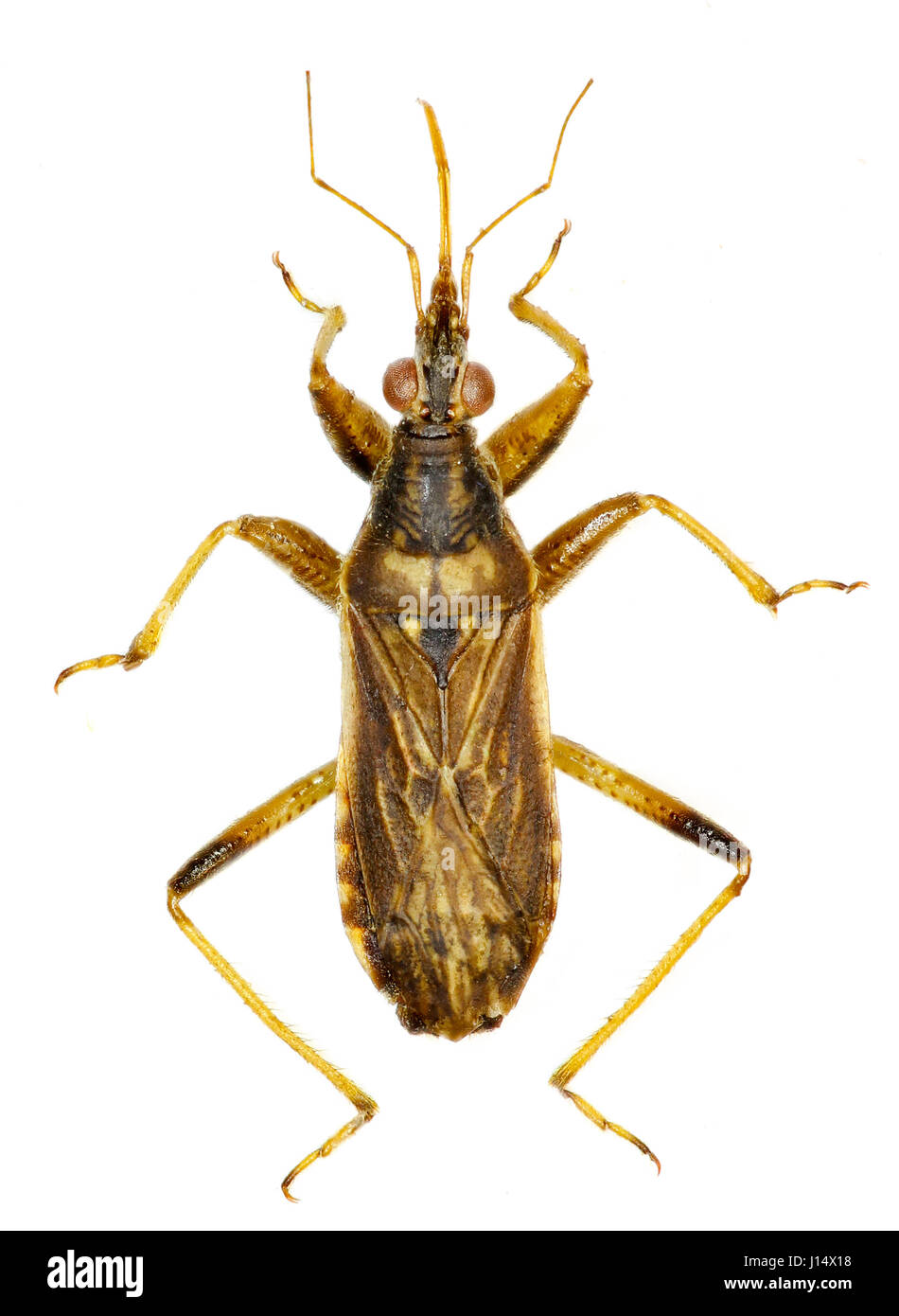 Grau-Maid-Bug auf weißem Hintergrund - Himacerus große (A. Costa, 1842 ...