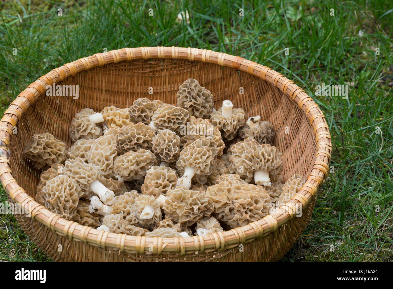 Speisemorchel, Speise-Morchel, Rundmorchel, Rund-Morchel, Morchel ...