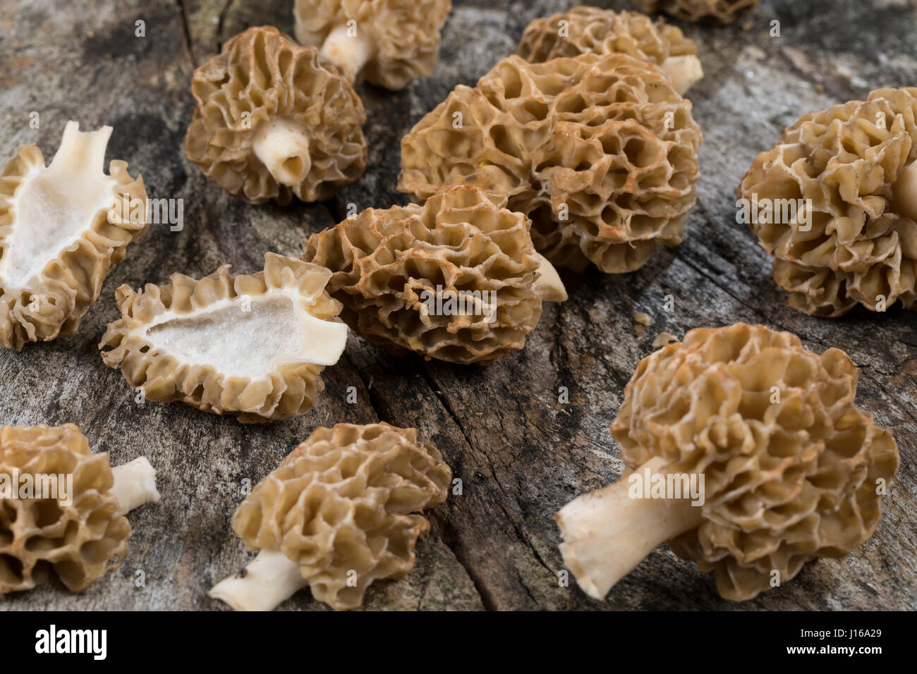 Speisemorchel, Speise-Morchel, Rundmorchel, Rund-Morchel, Morchel ...