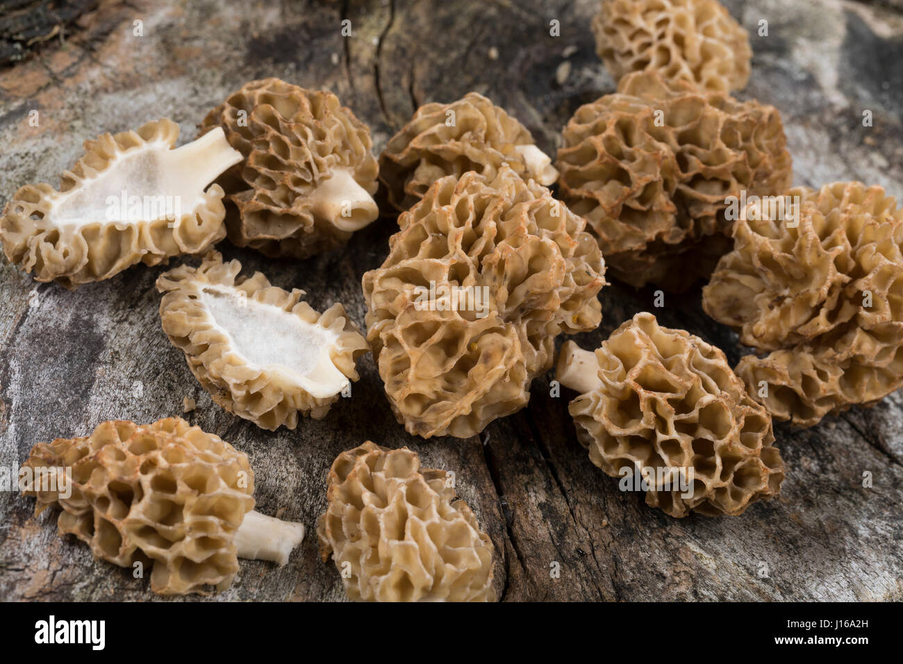 Morchel morchella esculenta -Fotos und -Bildmaterial in hoher Auflösung ...