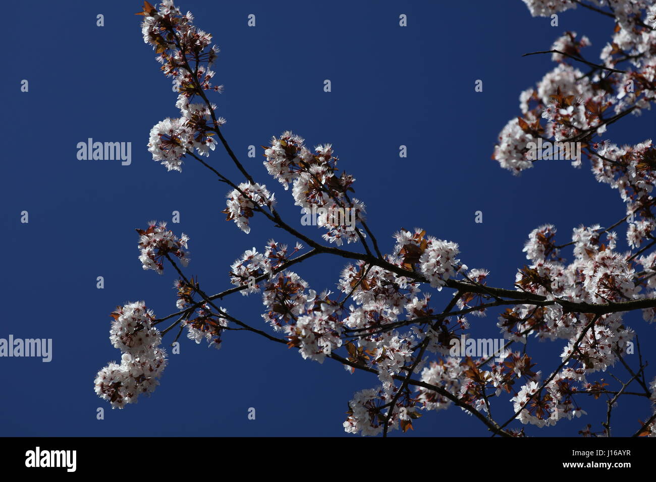 Blutpflaume Prunus Cerasifera Nigra Stockfotografie - Alamy