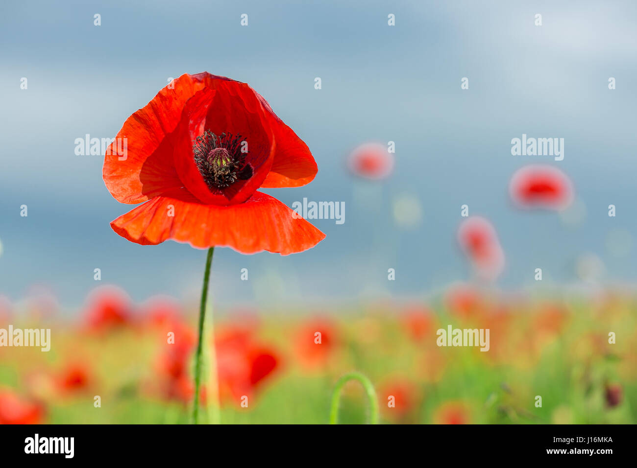 Blaue Mohn Nahaufnahme Stockfotos und -bilder Kaufen - Alamy