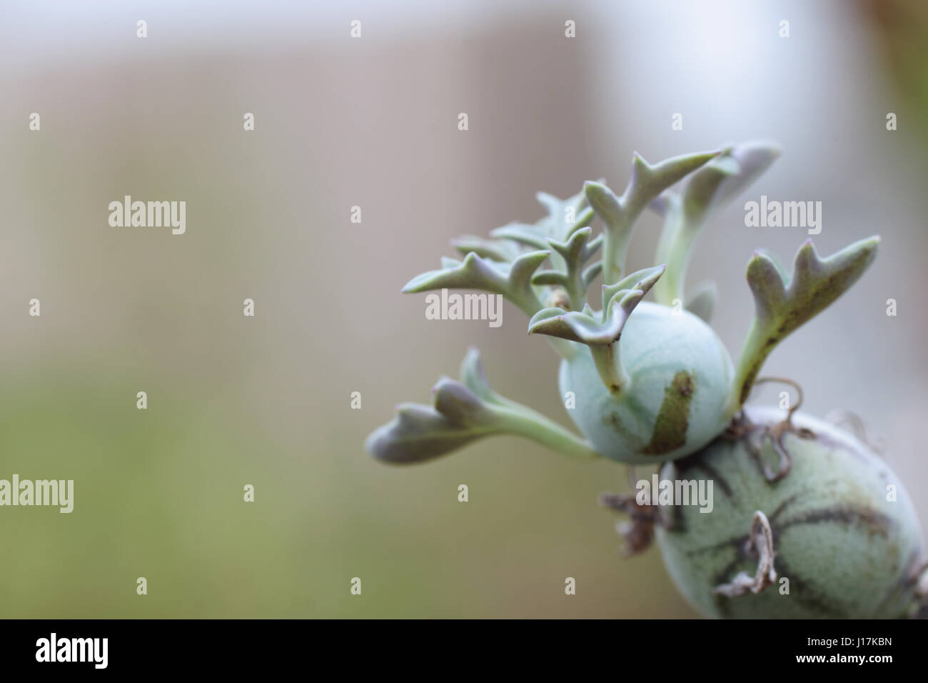 Senecio botanical garden -Fotos und -Bildmaterial in hoher Auflösung ...