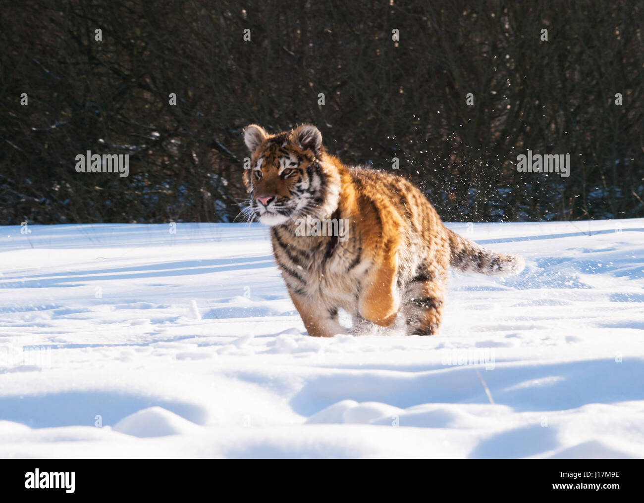 Laufen und jagen sibirische Tiger in wilde Winter Natur - Panthera Tigris altaica ...