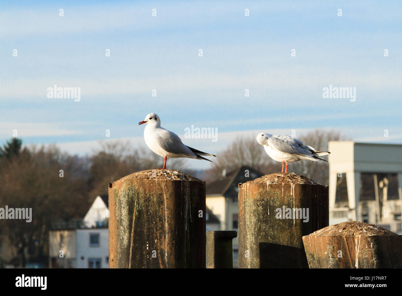 Möwen in Essen-Kettwig an der Ruhr, Deutschland Stockfotografie - Alamy