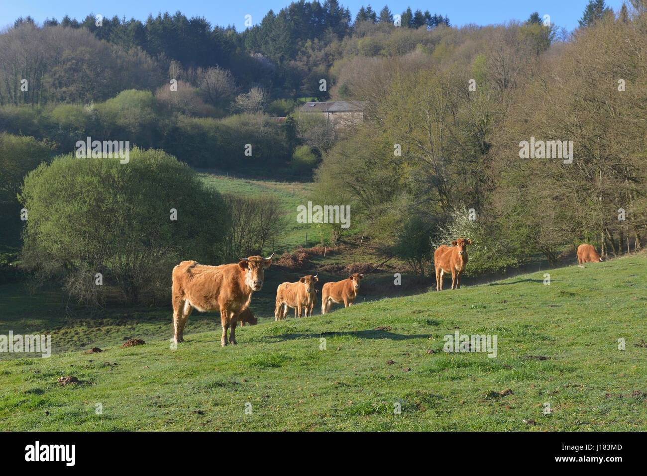 Herd Limousin Beef Cattle In Stockfotos und -bilder Kaufen - Alamy