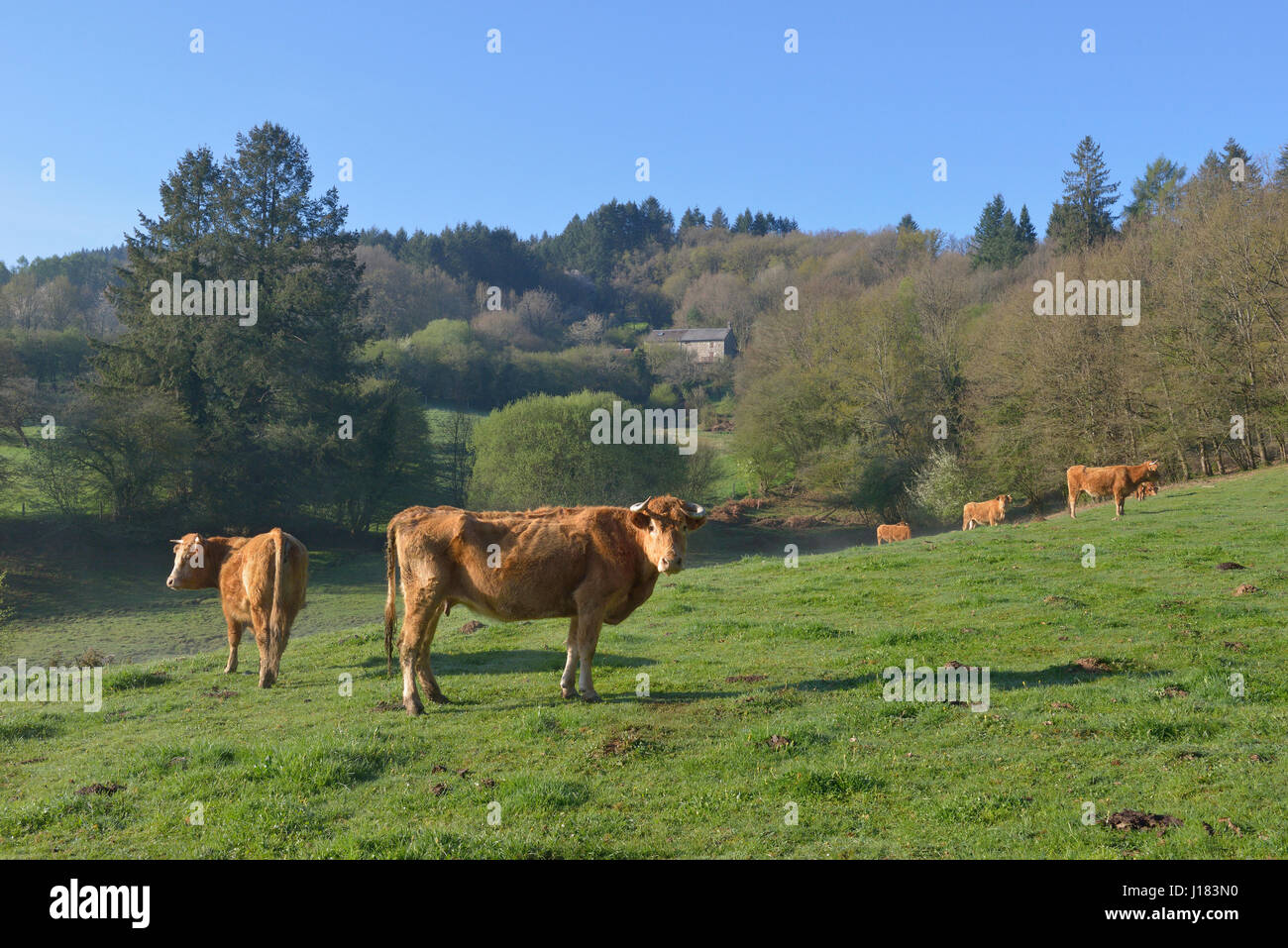 Herd limousin beef cattle in -Fotos und -Bildmaterial in hoher ...