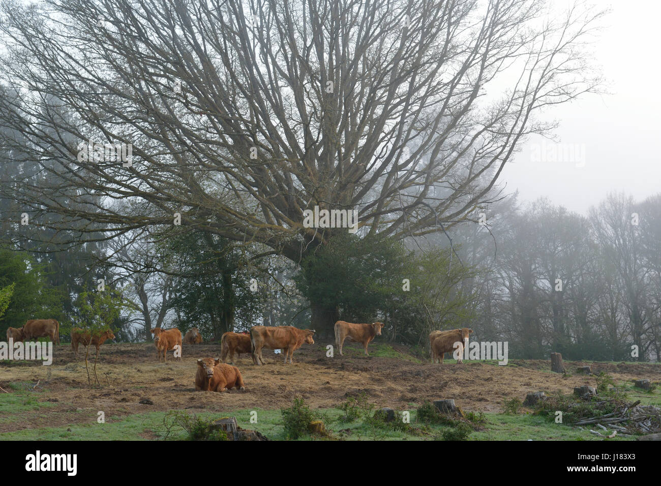 Rinder Vieh Tiere Stockfotos und -bilder Kaufen - Alamy