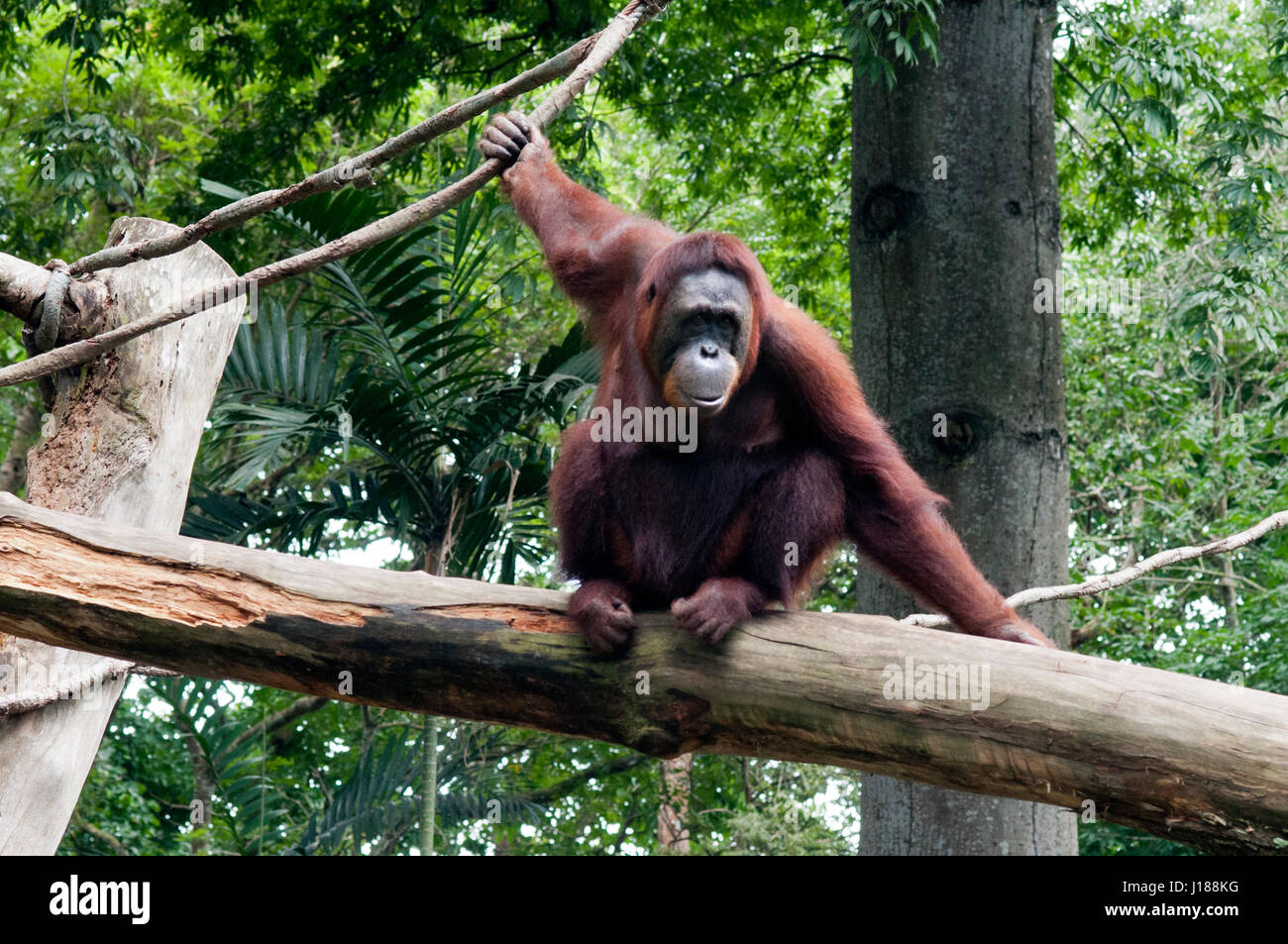 Sumatra Orang-Utan, Gunung Leuser Nationalpark, Sumatra, Indonesien ...