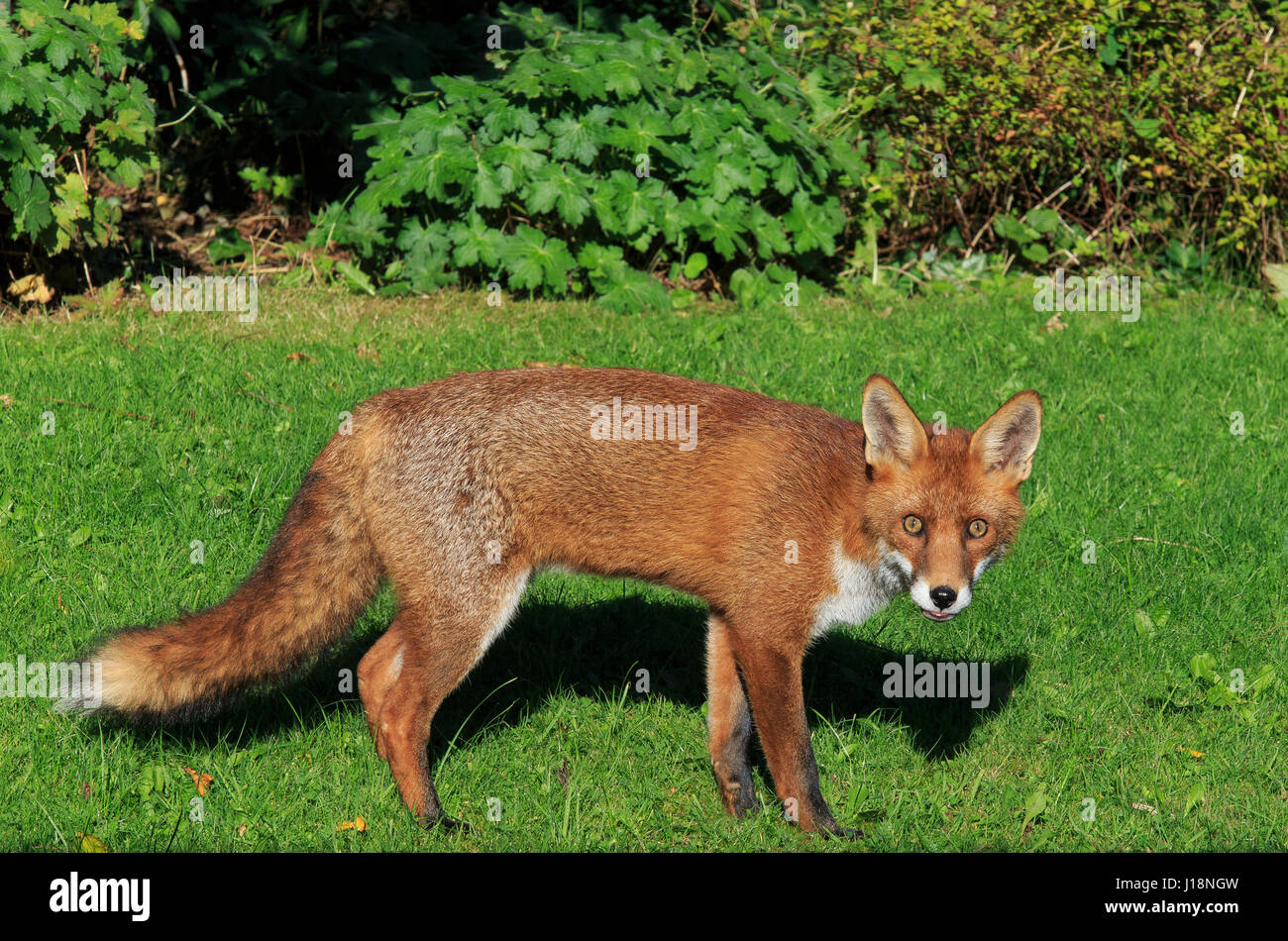 Red fox mouth open -Fotos und -Bildmaterial in hoher Auflösung – Alamy