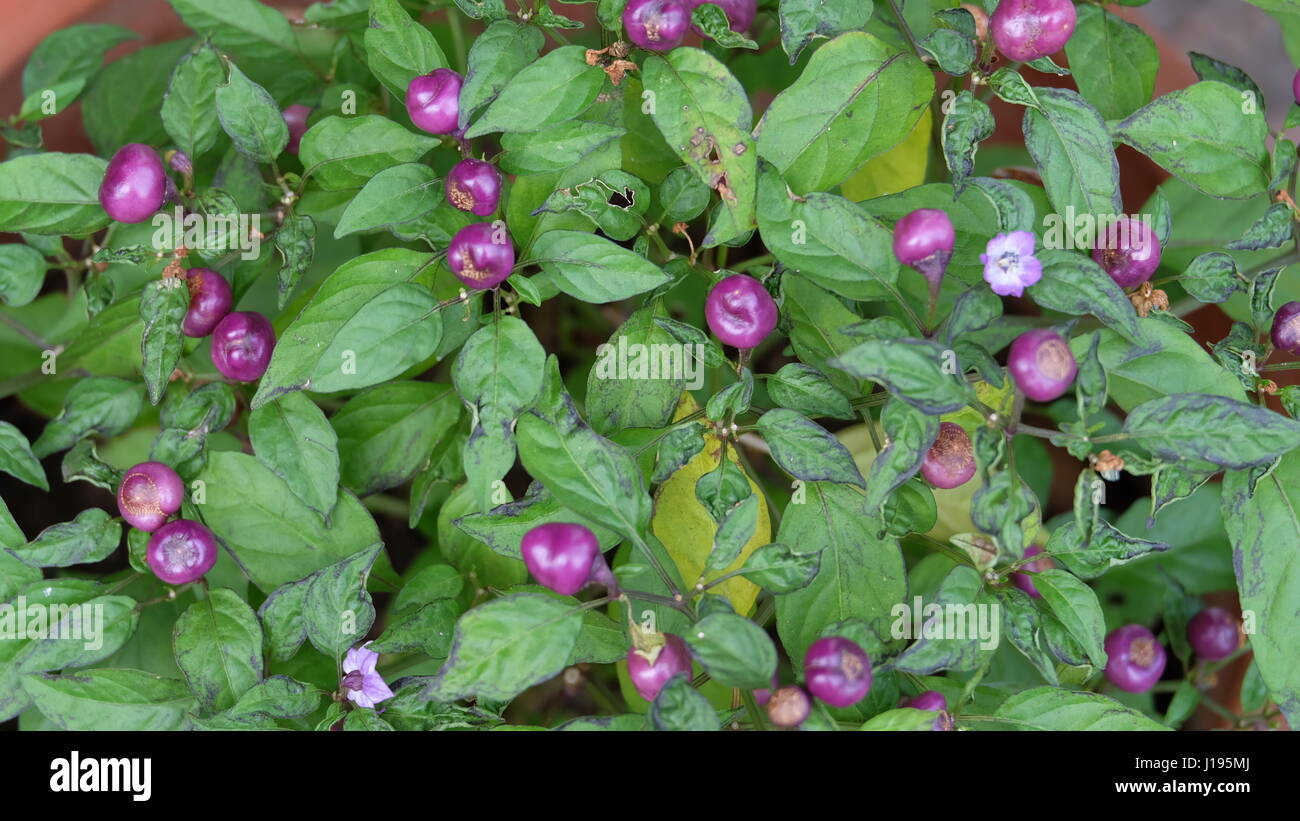 Runde lila frucht -Fotos und -Bildmaterial in hoher Auflösung – Alamy