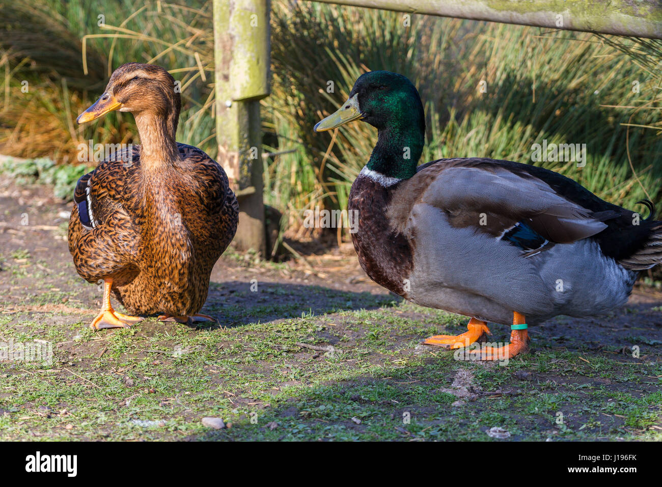 Rouen duck female -Fotos und -Bildmaterial in hoher Auflösung – Alamy