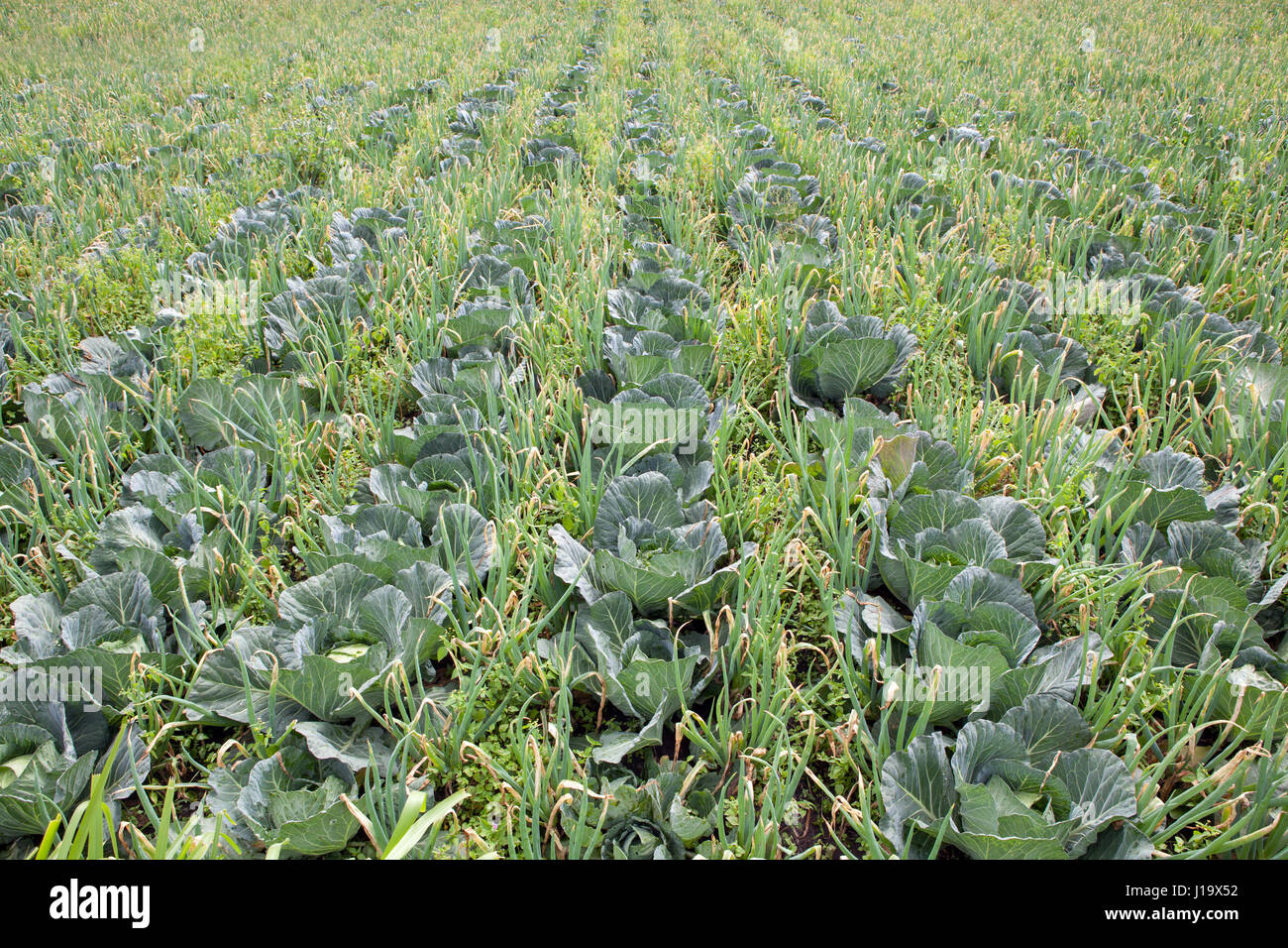 Ein Permakultur-Feld von Kohl und Frühjahr Gewerkschaften in ...
