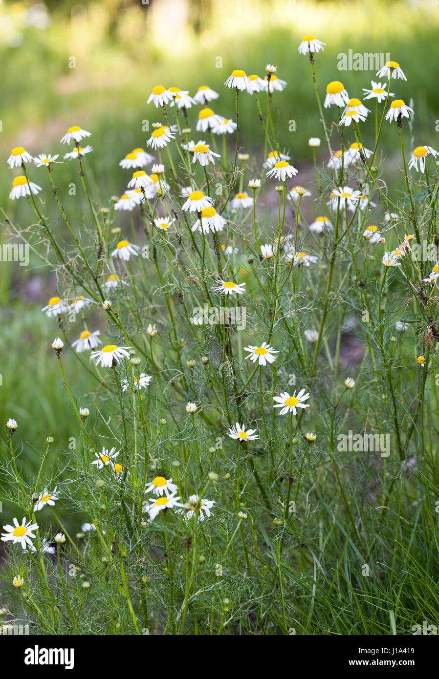 Matricaria perforata -Fotos und -Bildmaterial in hoher Auflösung – Alamy