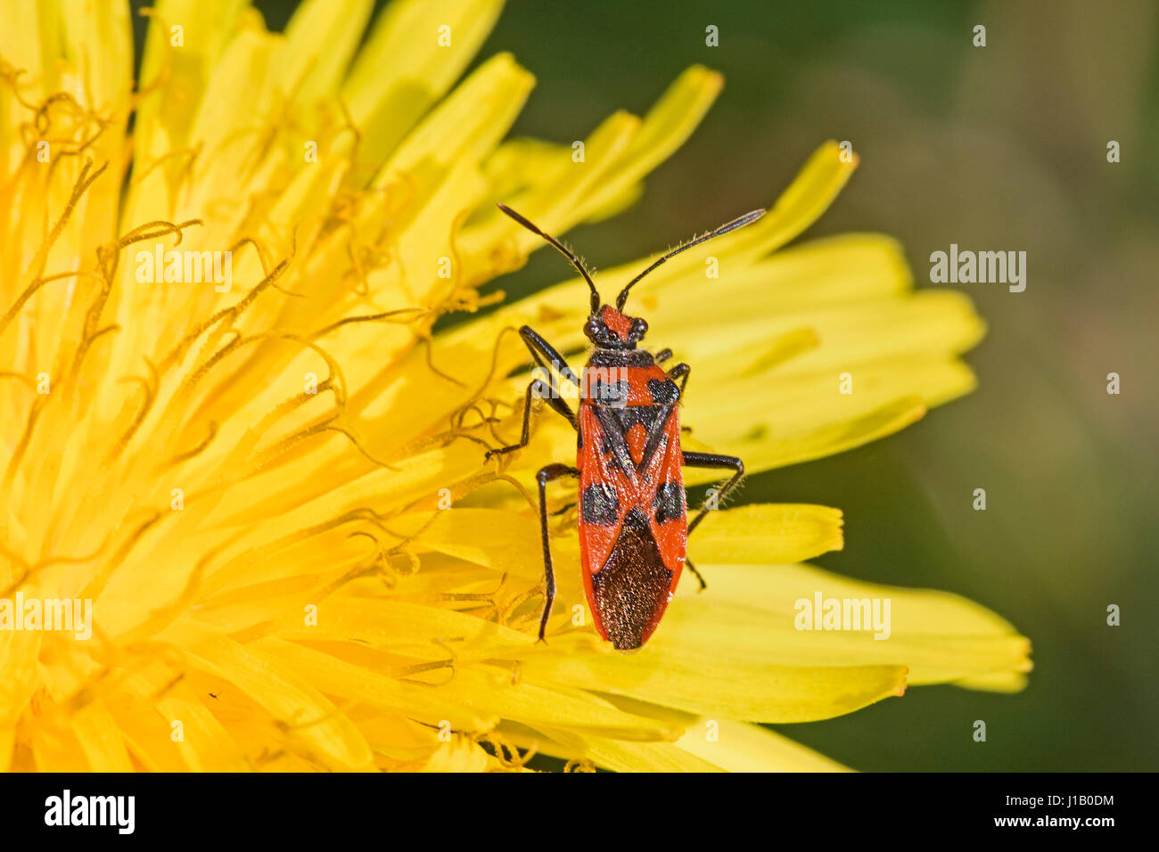 Rhopalid -Fotos und -Bildmaterial in hoher Auflösung – Alamy