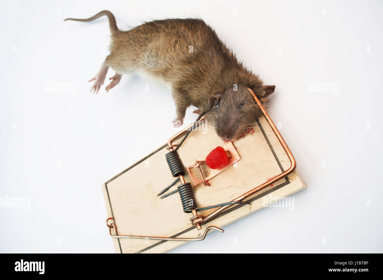 Ratte tot in der falle -Fotos und -Bildmaterial in hoher Auflösung – Alamy