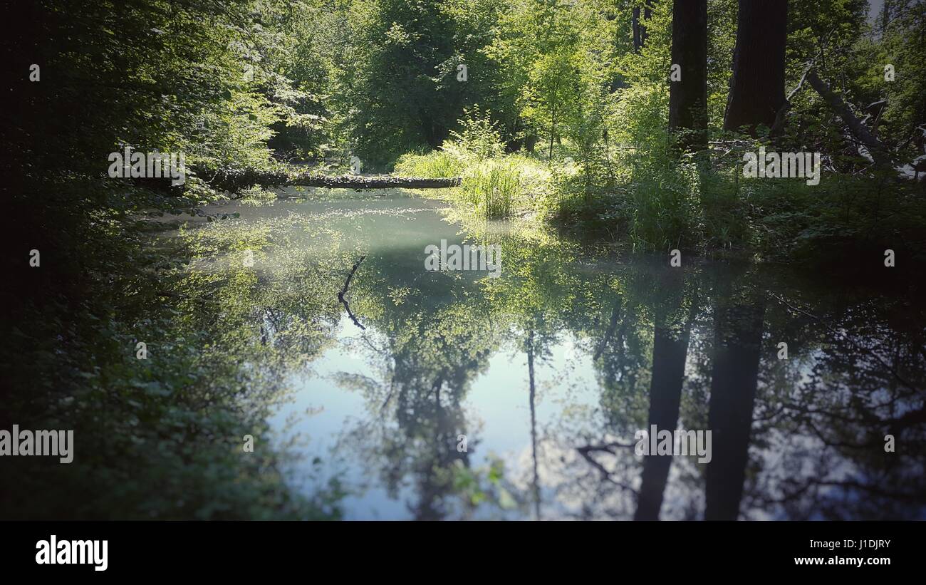 Fluss im wald -Fotos und -Bildmaterial in hoher Auflösung – Alamy