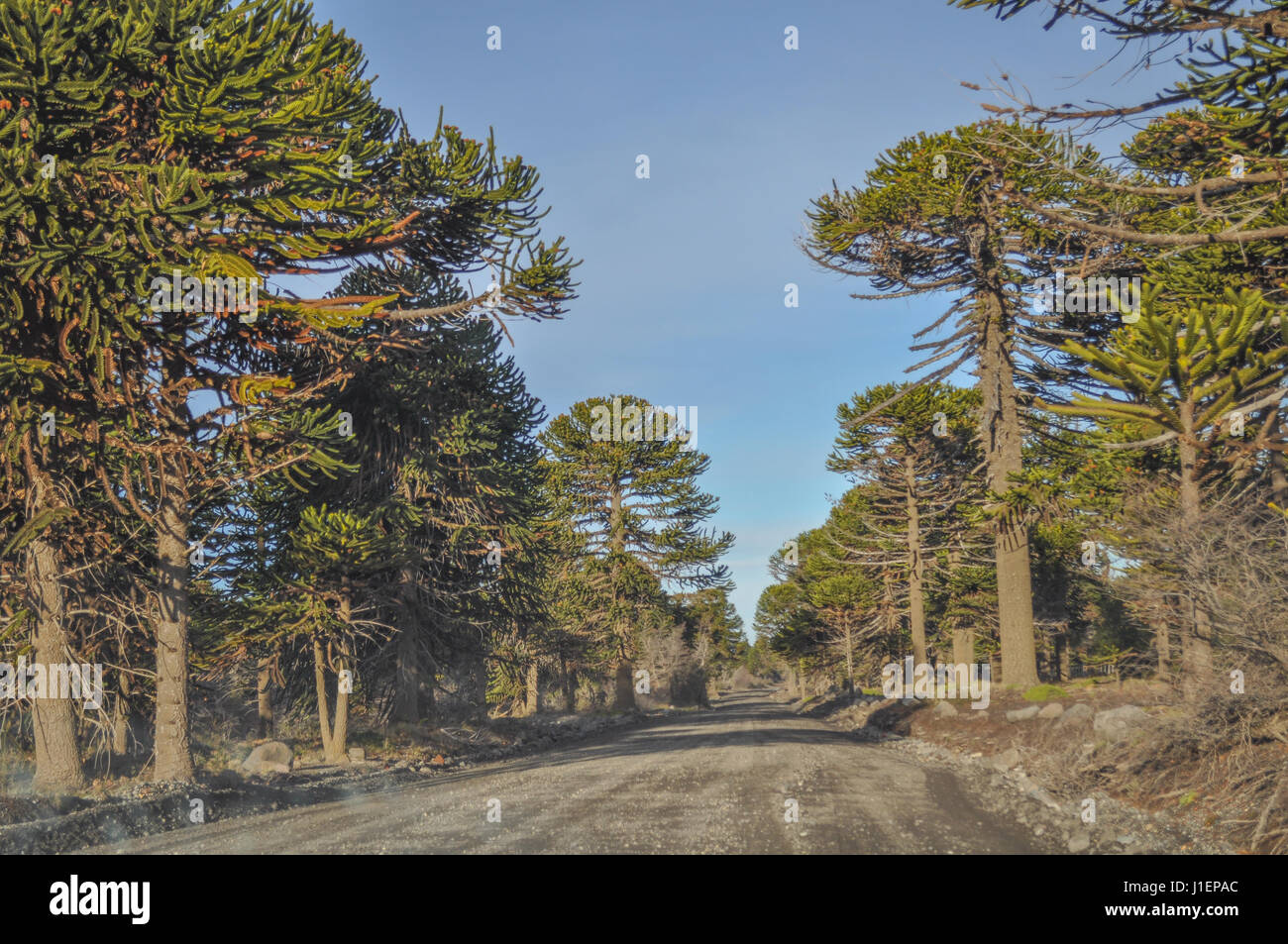 Araucaria araucana andes -Fotos und -Bildmaterial in hoher Auflösung ...