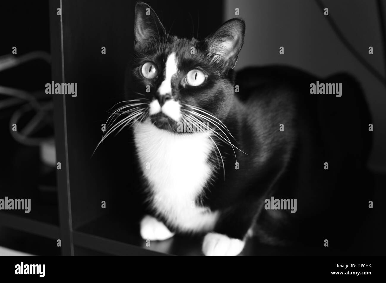 Olive die katze -Fotos und -Bildmaterial in hoher Auflösung – Alamy