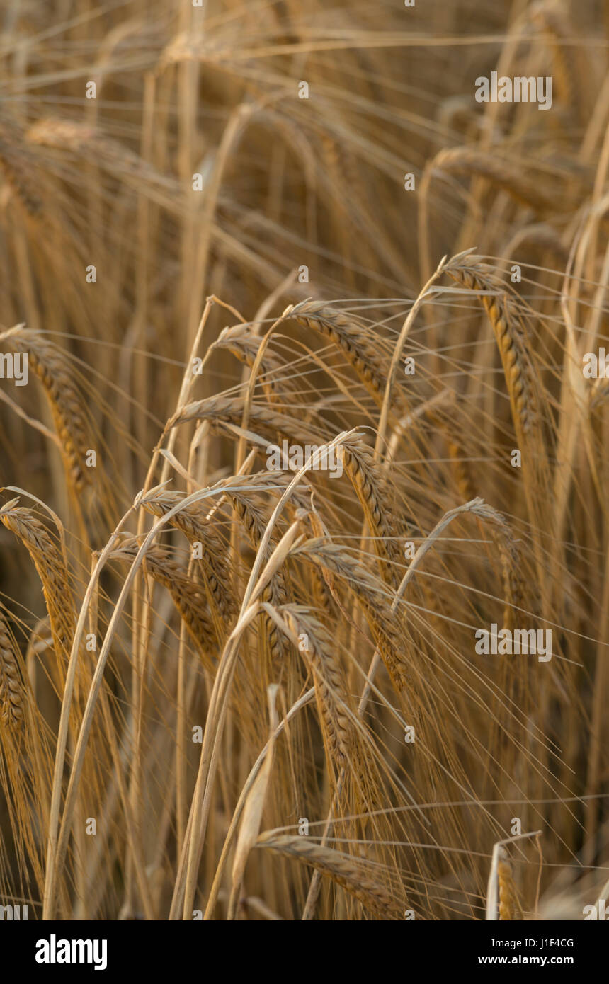 Kultiviert In Der Stockfotos und -bilder Kaufen - Alamy