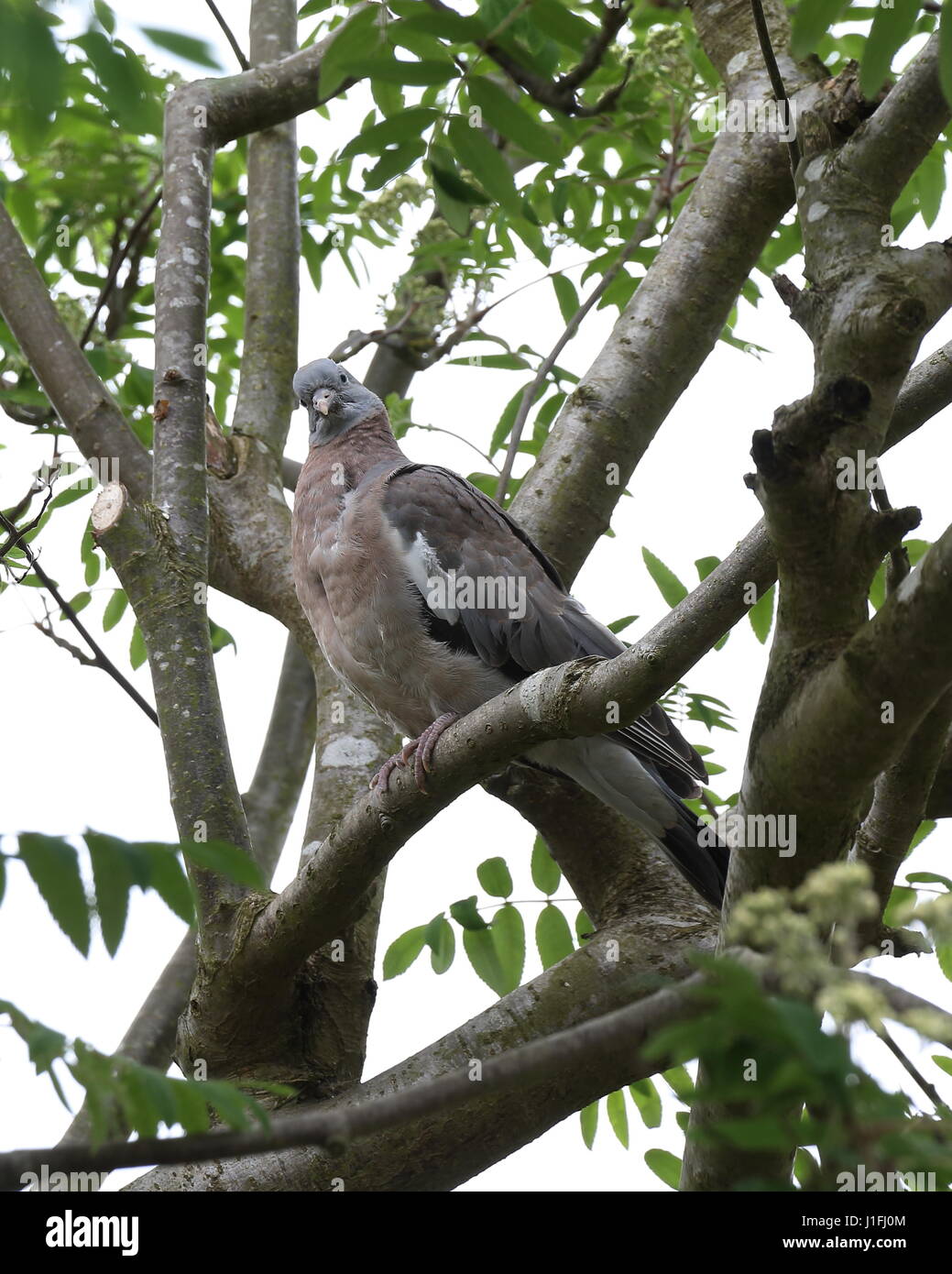 Junge ringeltaube -Fotos und -Bildmaterial in hoher Auflösung – Alamy