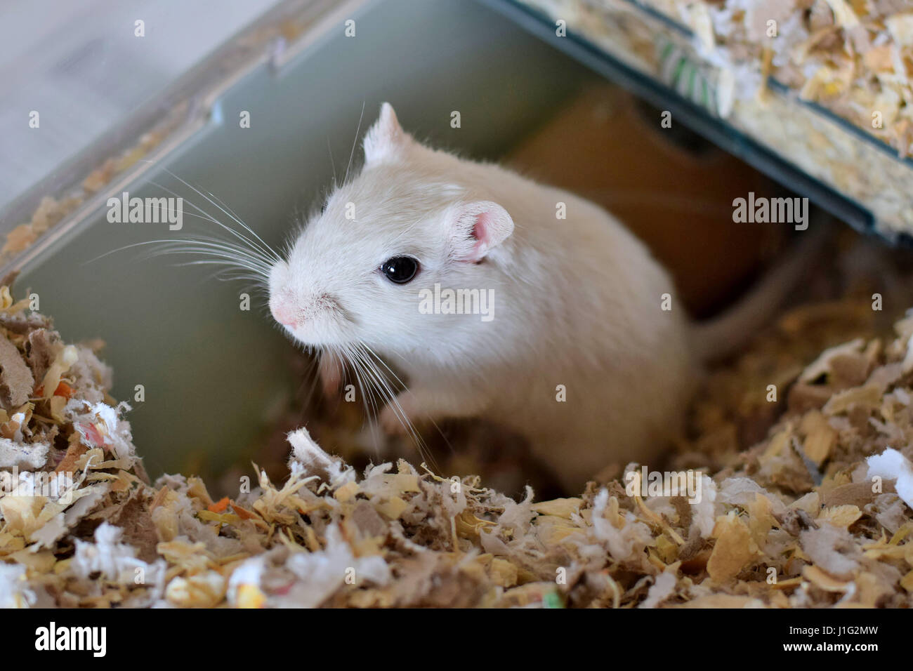 Rein weiße Rennmaus im Käfig betten Whisker und Auge Detail des Kopfes ...