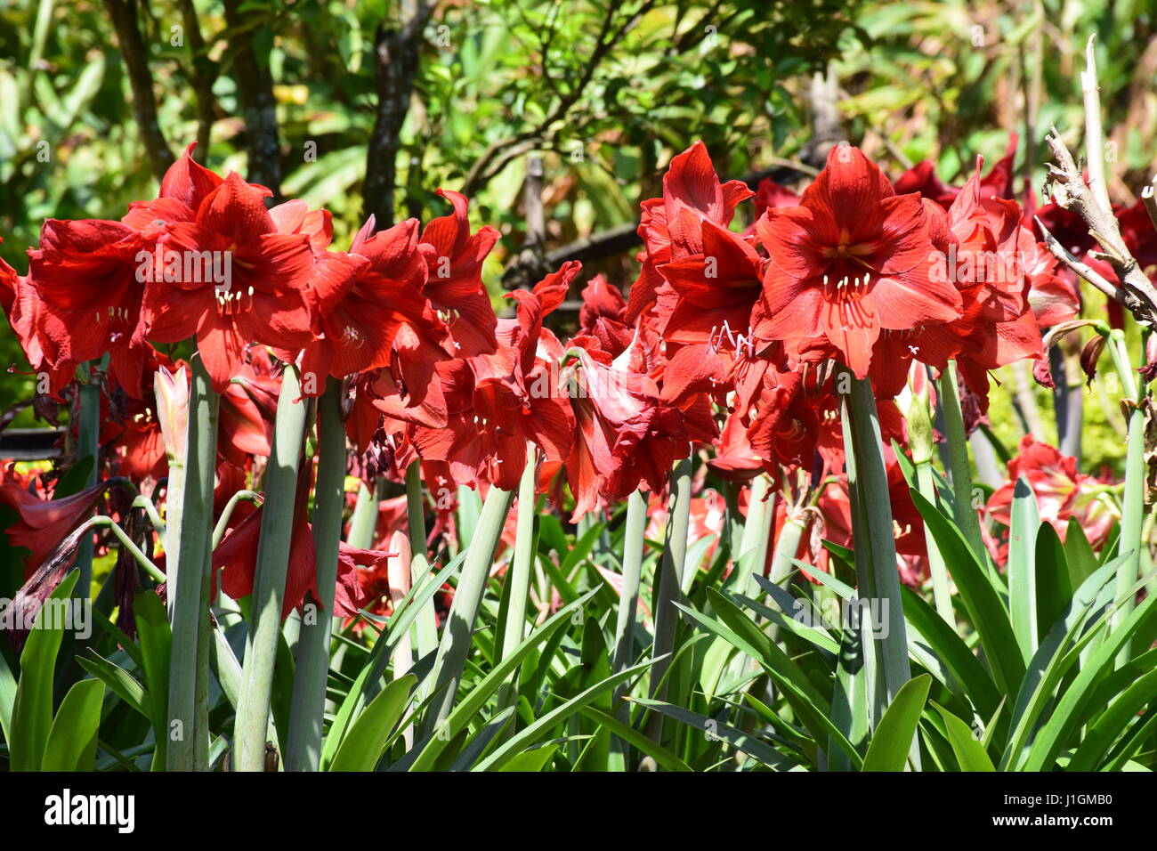 Flora of india -Fotos und -Bildmaterial in hoher Auflösung – Alamy