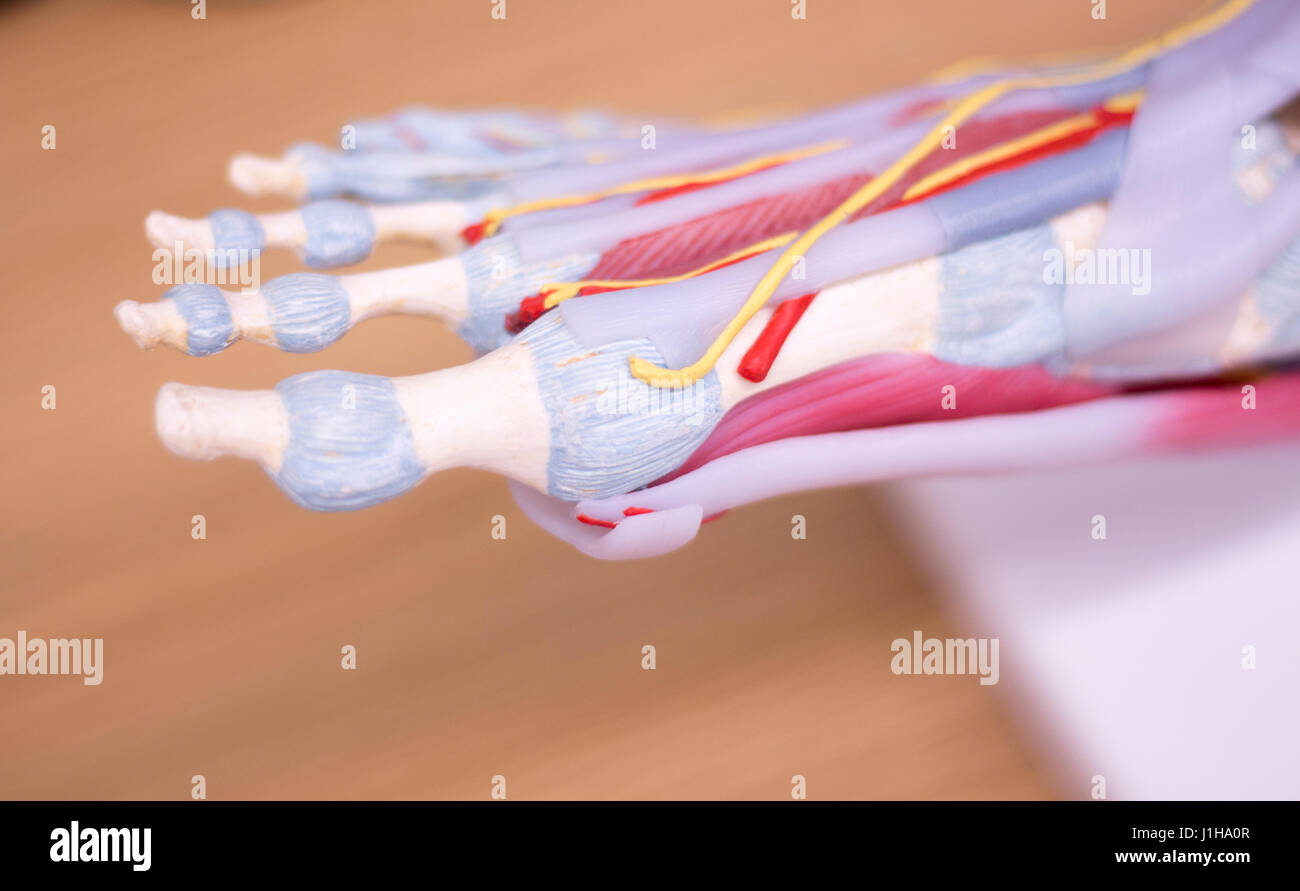Fuß-medizinische Studie Student Anatomie Modell zeigt Knochen, Zehen ...