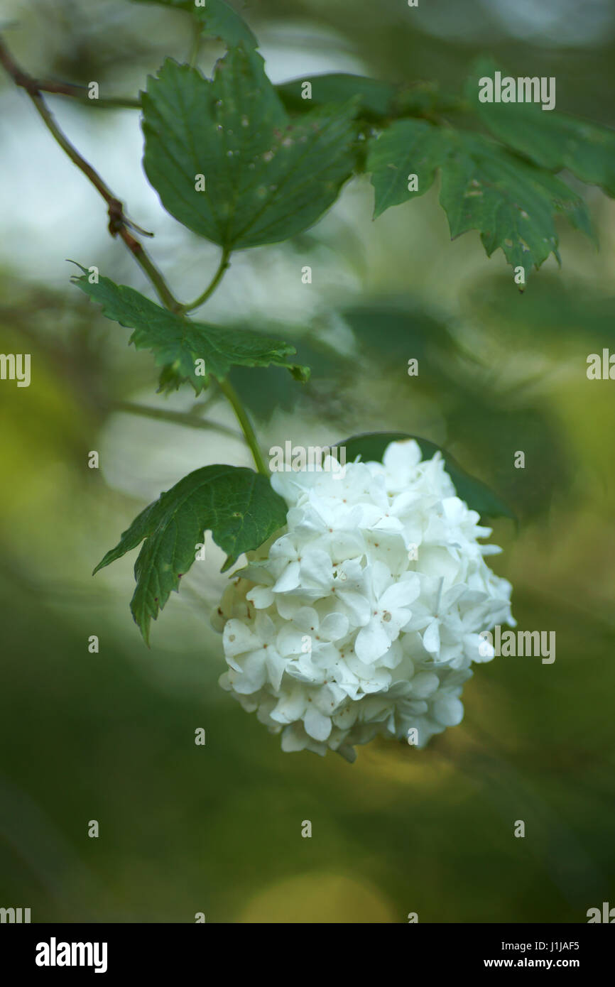 Viburnum Opulus 'Roseum' Stockfotografie - Alamy