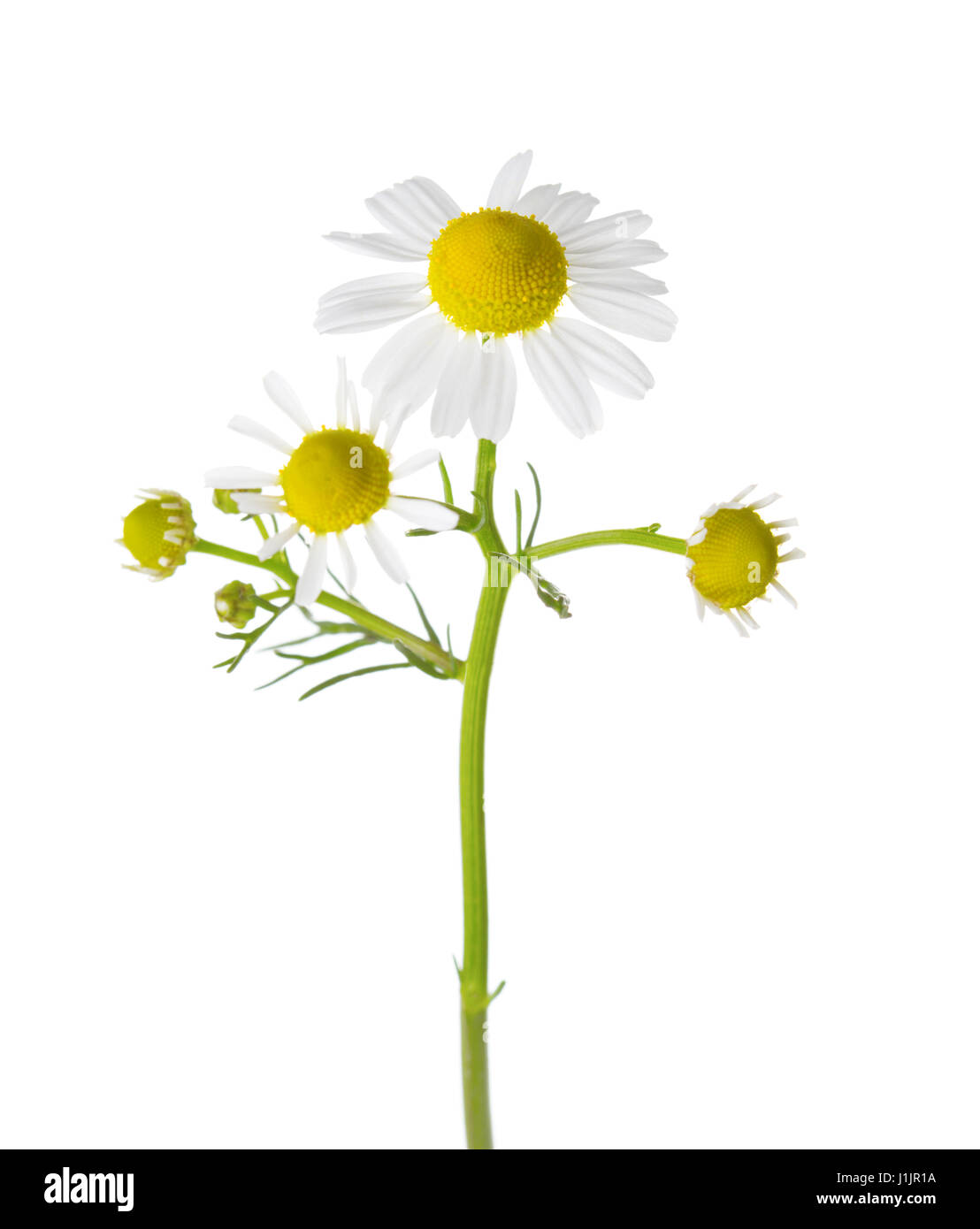 Italienische kamille -Fotos und -Bildmaterial in hoher Auflösung – Alamy