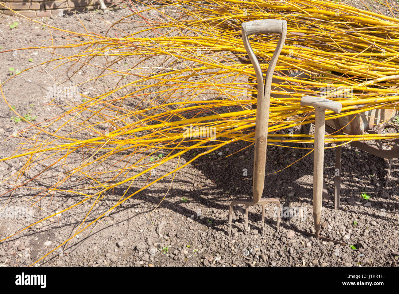 Zwei Gabel oder Spaten griffen im Boden in einem Garten Stockfotografie ...