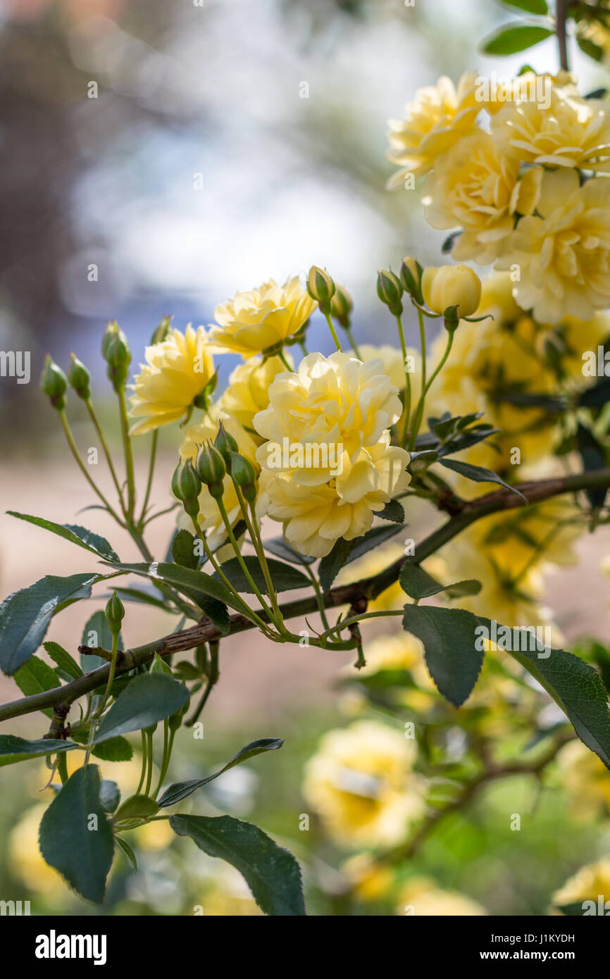 Kleine gelbe Strauchrosen hautnah im Garten Stockfotografie - Alamy