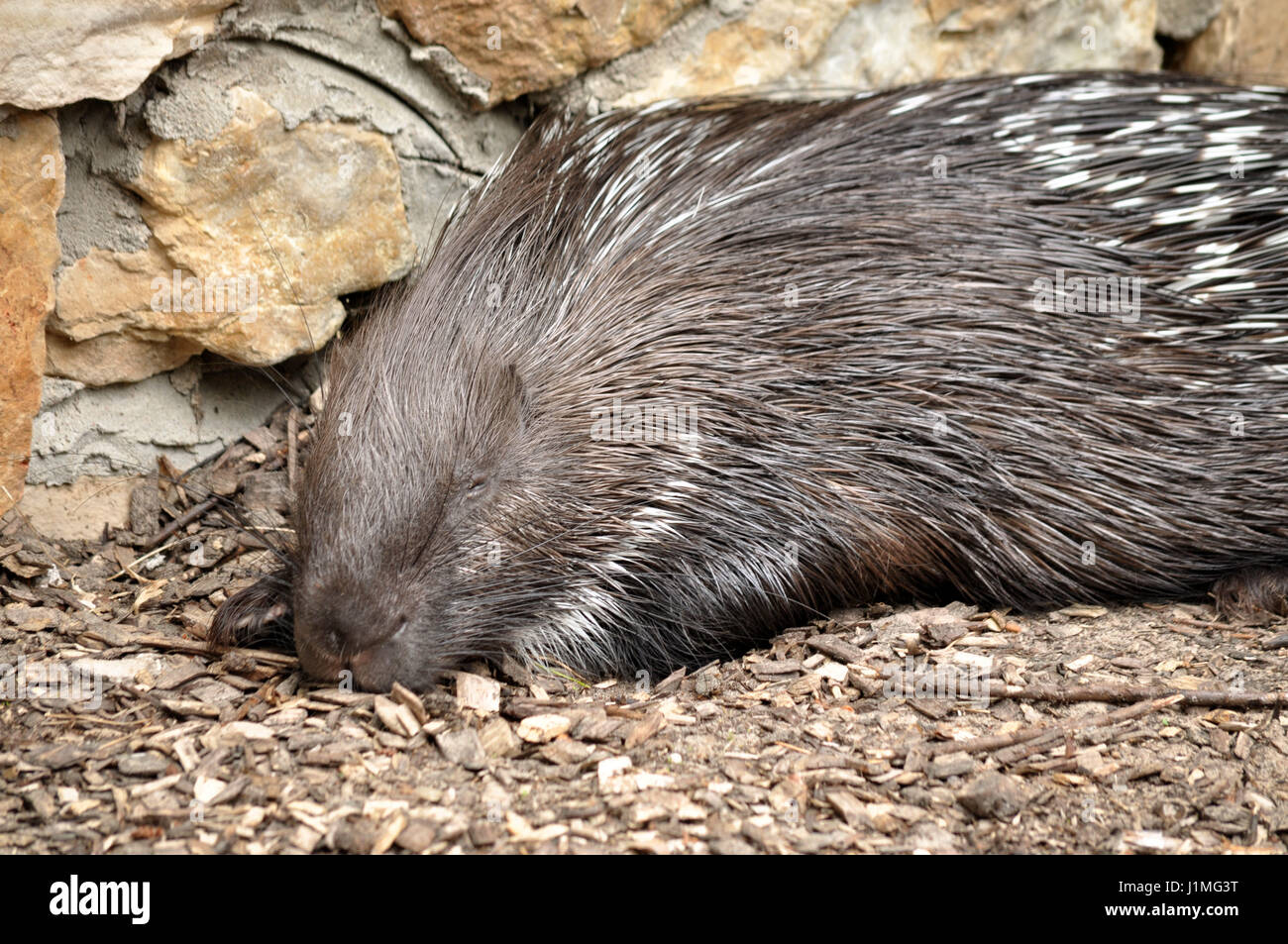 Close-up Tierfotografie. Stachelschwein, schlafen und in der Sonne ...