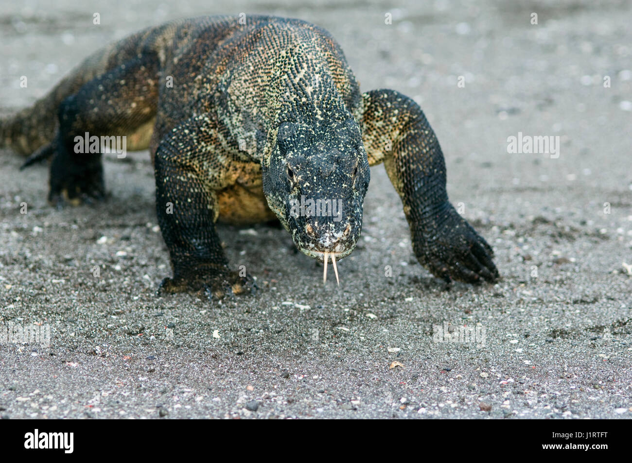 Komodo-Waran (Varanus Komodoensis) am Strand von Rinca. Nationalpark ...