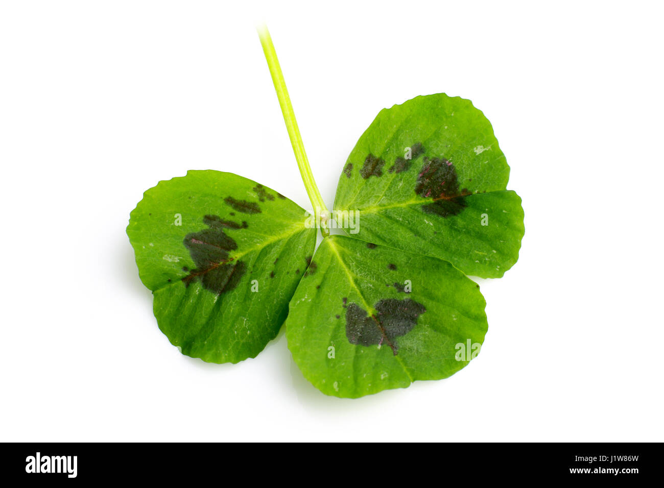 Three leaf clover -Fotos und -Bildmaterial in hoher Auflösung – Alamy