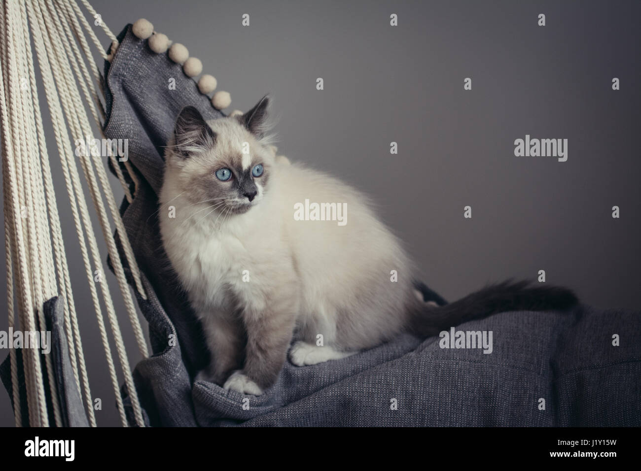 Ragdoll Katze mit blauen Augen auf einem Schaukelstuhl sitzen und ...