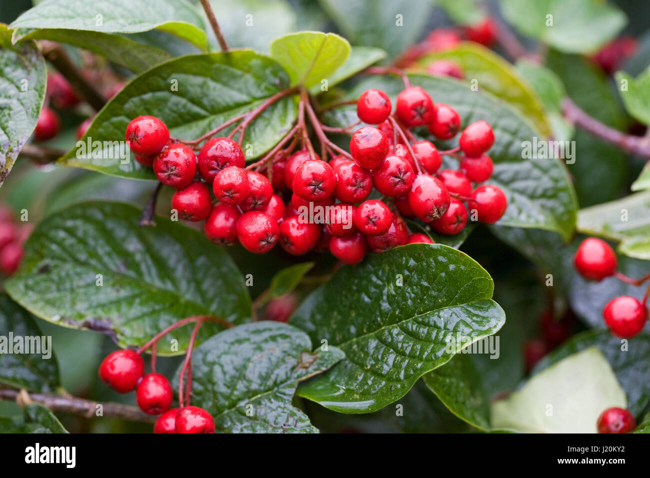 Rote beeren beeren -Fotos und -Bildmaterial in hoher Auflösung – Alamy