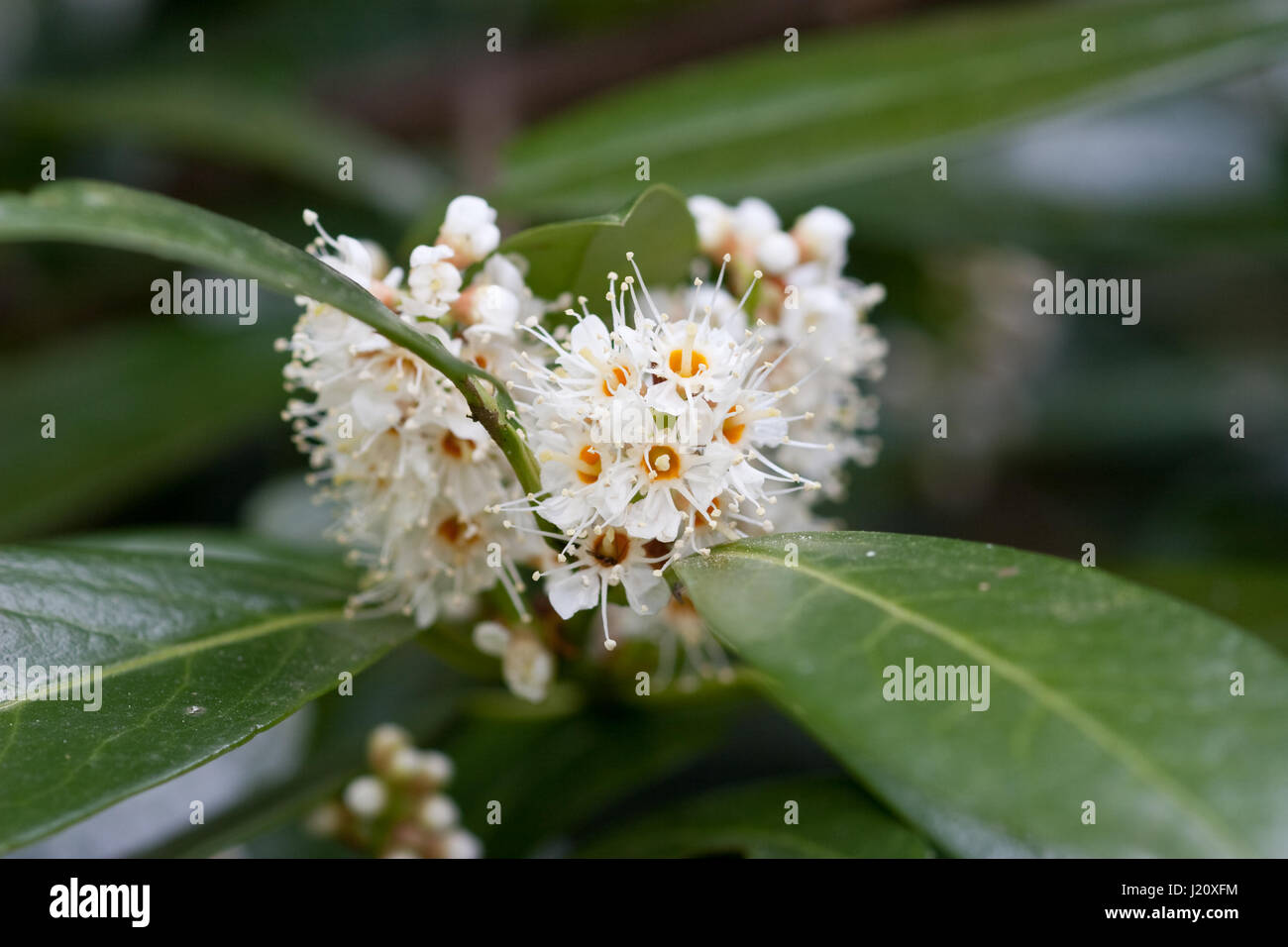 Cherry laurel prunus laurocerasus close up -Fotos und -Bildmaterial in ...