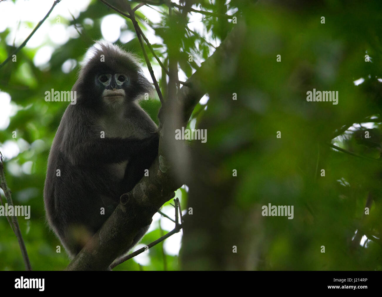 Tripura wildtiere -Fotos und -Bildmaterial in hoher Auflösung – Alamy