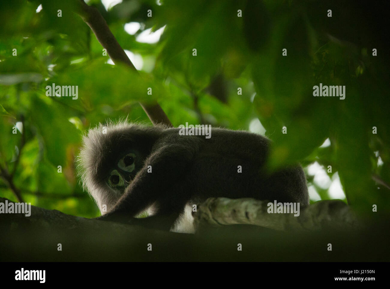 Tripura wildtiere -Fotos und -Bildmaterial in hoher Auflösung – Alamy