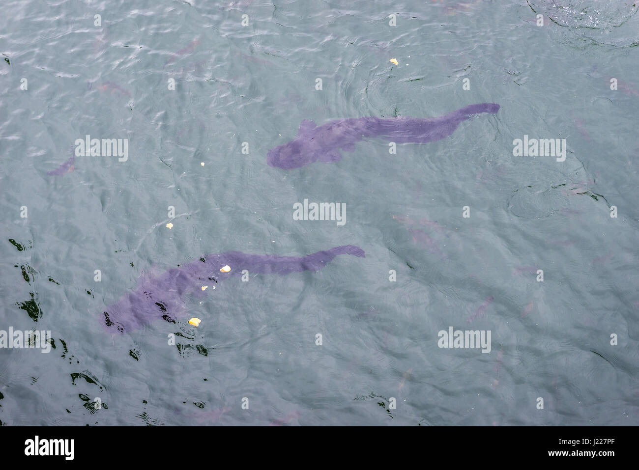 Tschernobyl wels -Fotos und -Bildmaterial in hoher Auflösung – Alamy