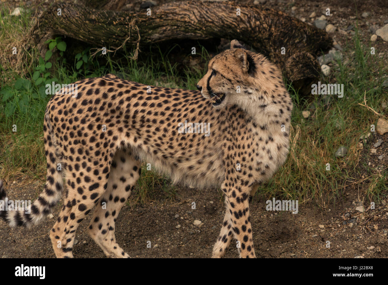Gepard dich anzusehen -Fotos und -Bildmaterial in hoher Auflösung – Alamy