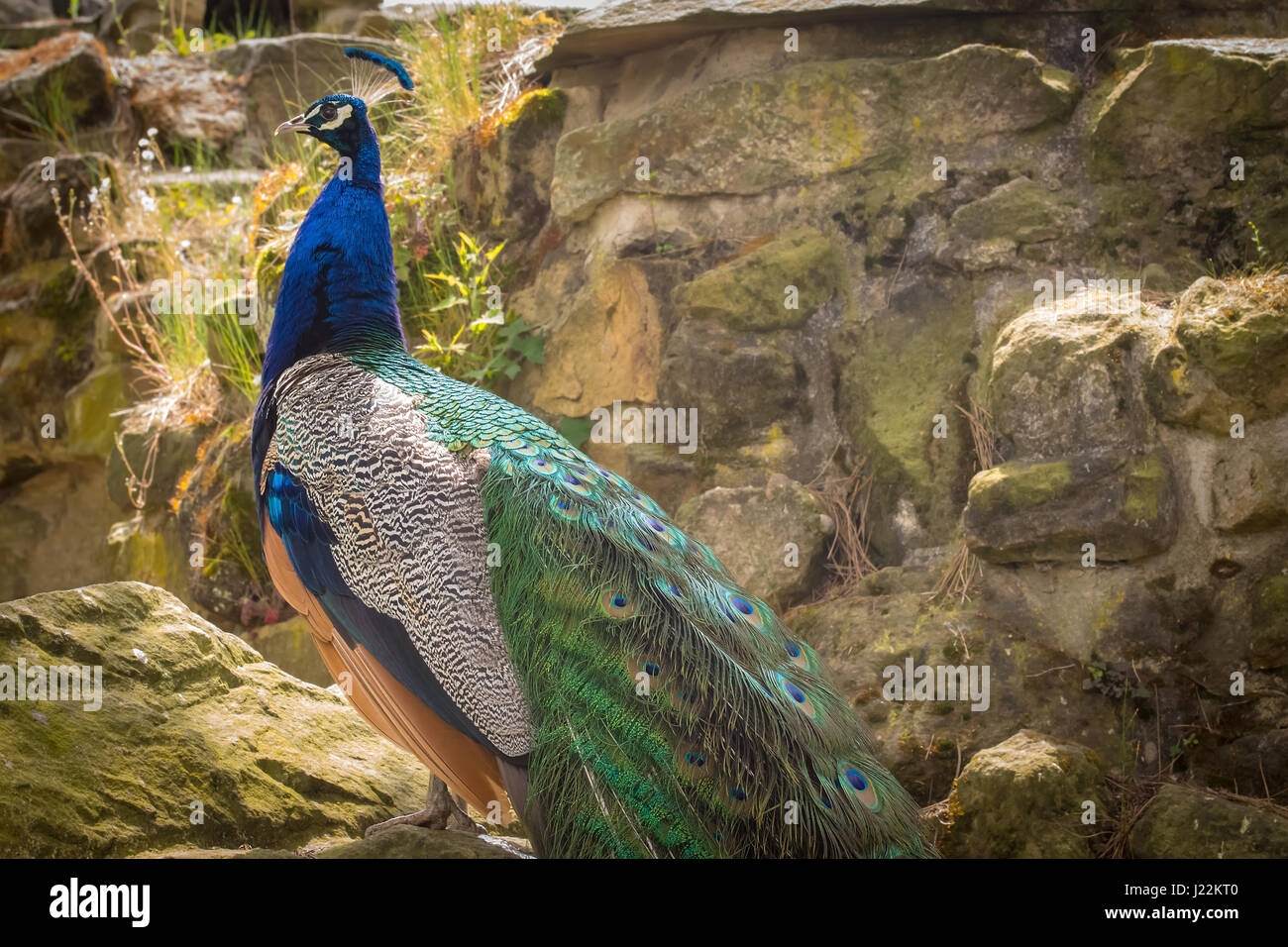 Pfauenfeder design -Fotos und -Bildmaterial in hoher Auflösung – Alamy