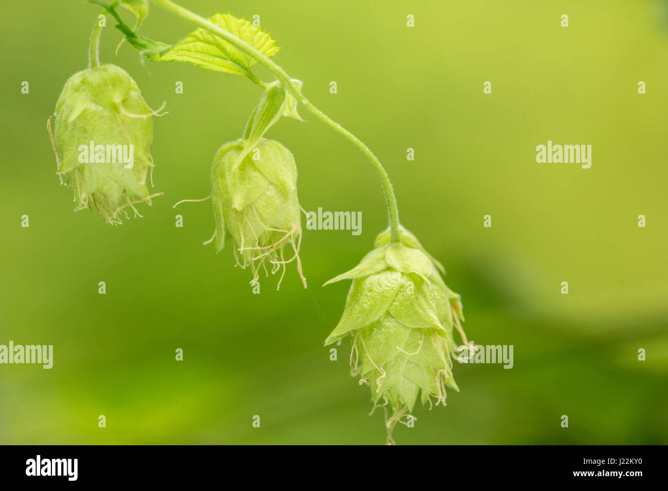 Samen zapfen -Fotos und -Bildmaterial in hoher Auflösung – Alamy