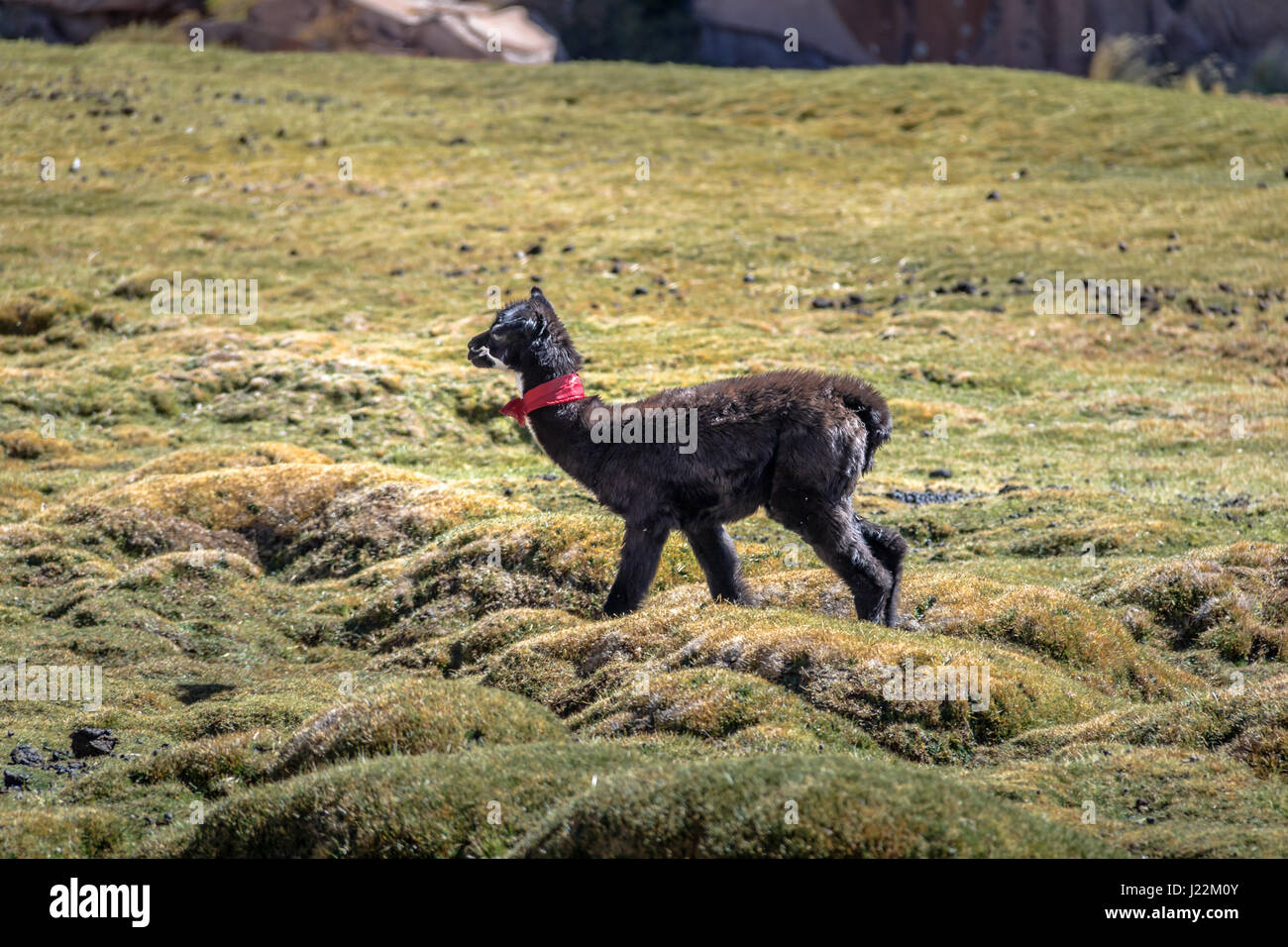Lama baby -Fotos und -Bildmaterial in hoher Auflösung – Alamy